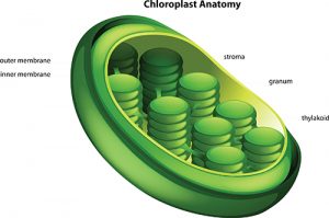 Chloroplast - Education site