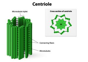 Centrioles - Education site