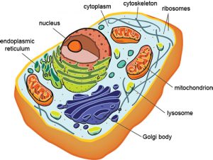 Cytoskeleton Facts for Kids (Explained!) - Education site
