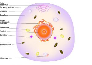 Peroxisomes - Education site