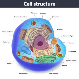 Cell Structure Facts for Kids (Explained!)