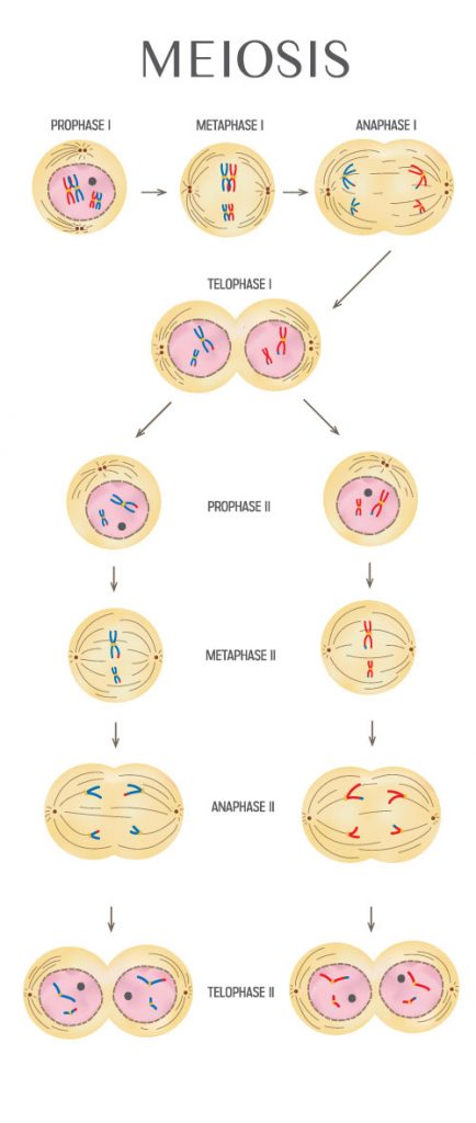 Meiosis Facts for Kids (All You Need to Know!)
