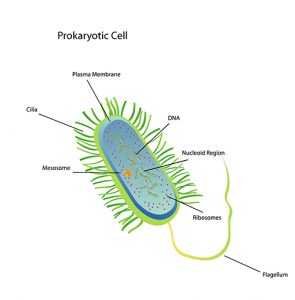 Prokaryotic Cells Facts (All You Need to Know!) - Education site