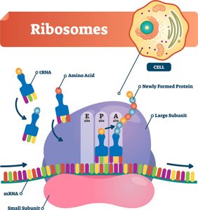 Ribosomes (All You Need to Know!) - Education site