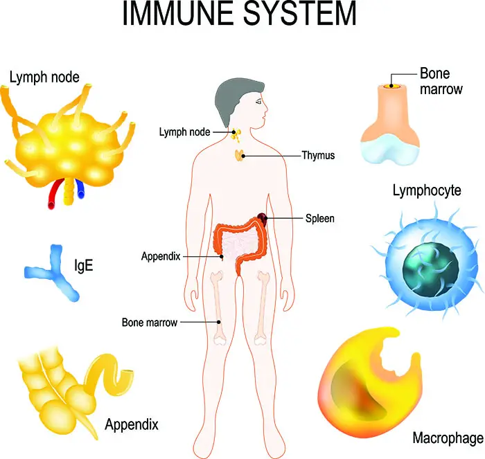 The Immune System - Education site