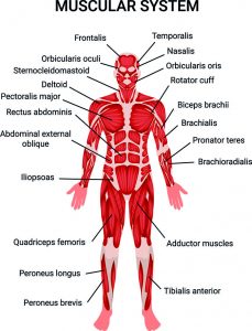 Muscles - Education site