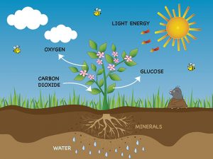 Why is Carbon Dioxide Important for Photosynthesis - Education site