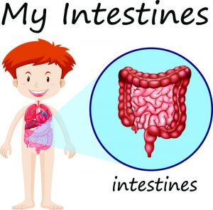The Small Intestine - Education site