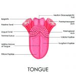 The Tongue - Education site