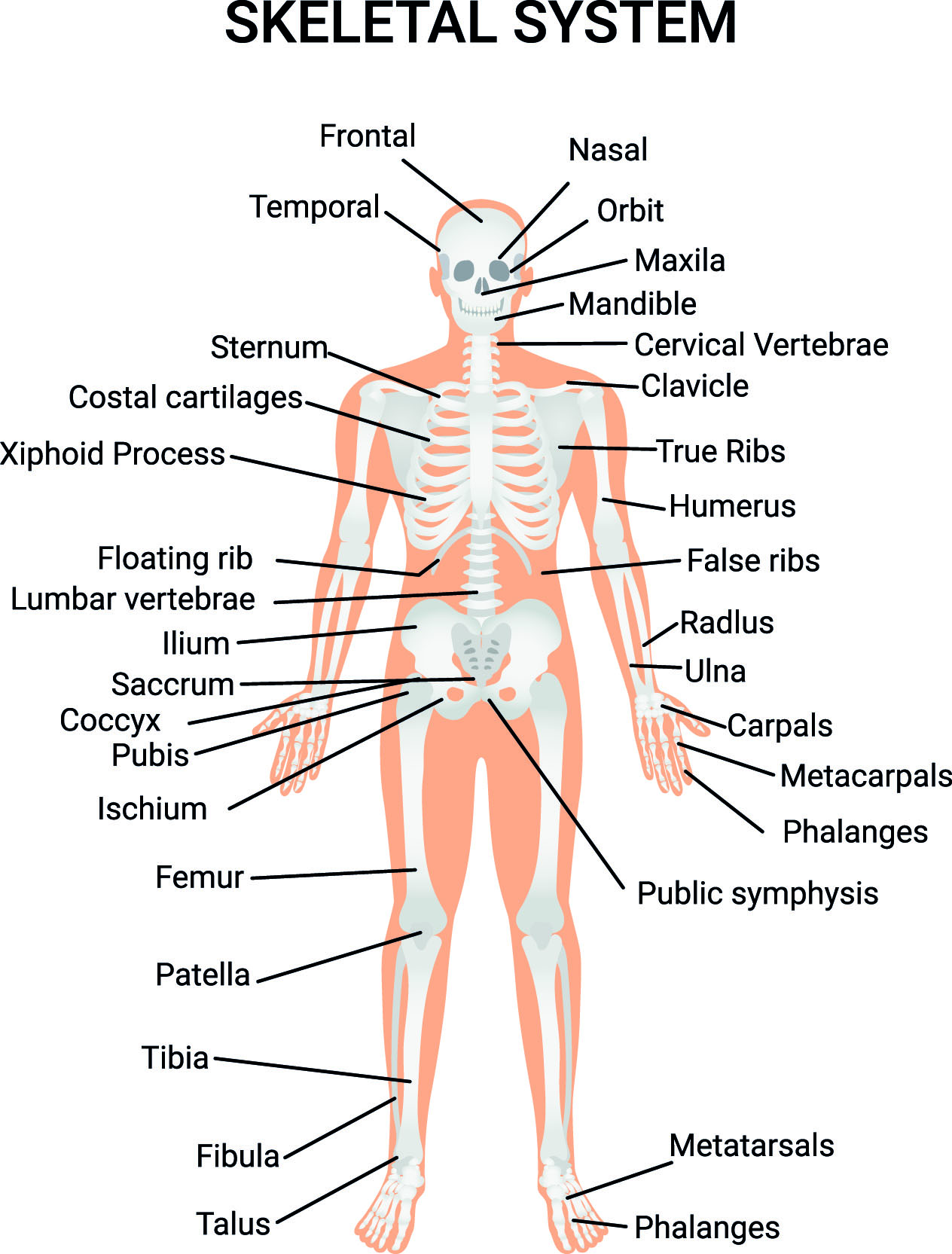 The Skeletal System Facts For Kids Explained Education Site
