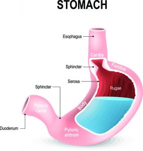 The Stomach - Education site