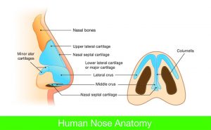 The Nose - Education site