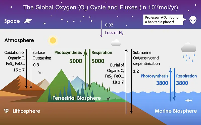 Oxygen Cycle Facts All You Need To Know Education Site