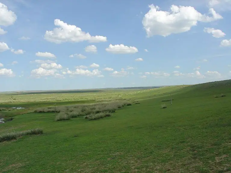 Grassland Biome Facts for Kids (Explained!) - Education site