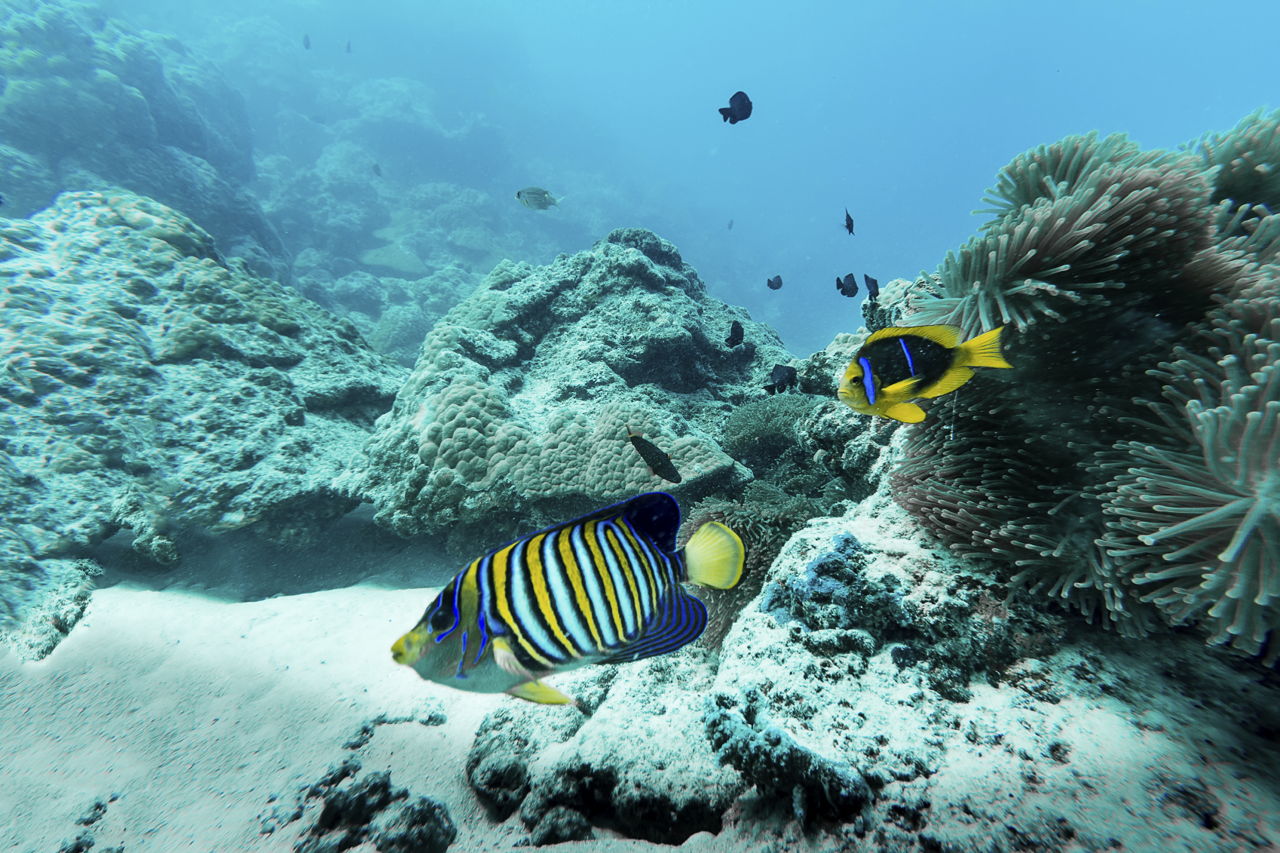 Ocean Biome Facts for Kids (Explained!) - Education site