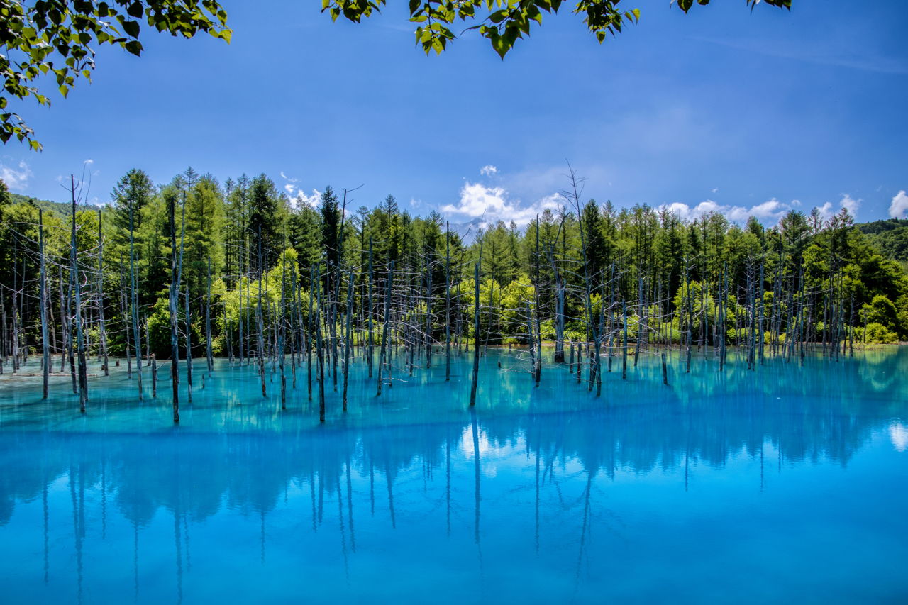 Freshwater Biome (All You Need to Know!) - Education site