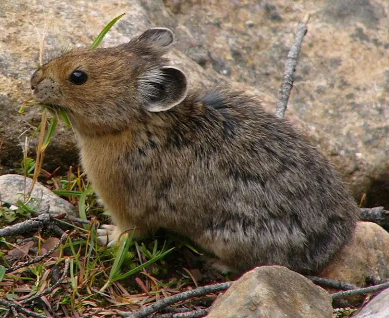 American Pika - Education site