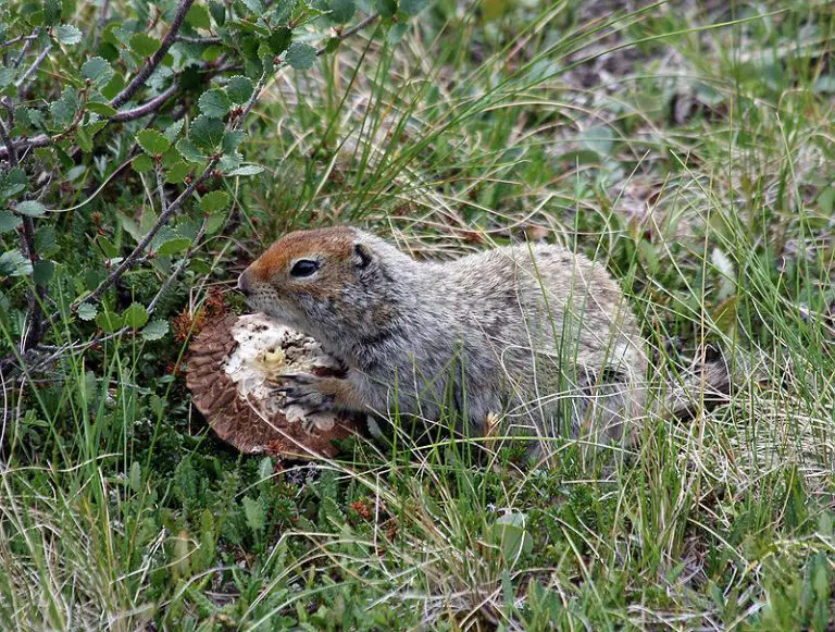 Arctic Ground Squirrel Facts for Kids - Education site