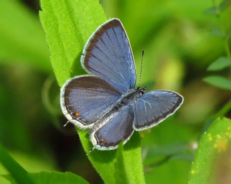 Eastern Tailed-Blue - Education site