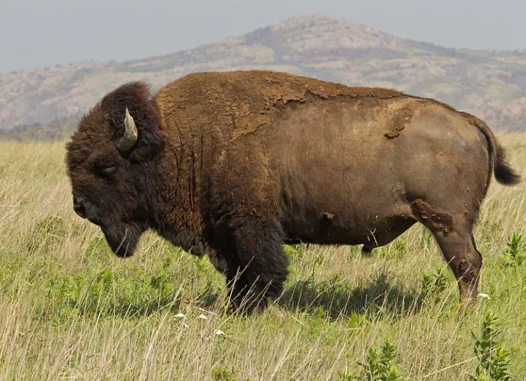 American Bison Facts for Kids - Education site