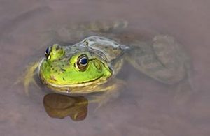 American Bullfrog - Education site