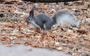 Abert's Squirrel - Education site