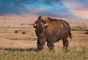 American Bison Facts for Kids - Education site