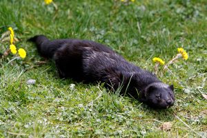 American Mink - Education site