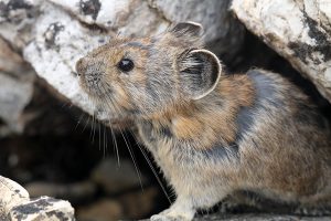 American Pika - Education site