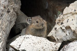 American Pika - Education site