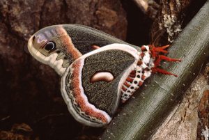 Cecropia Moth Facts for Kids - Education site