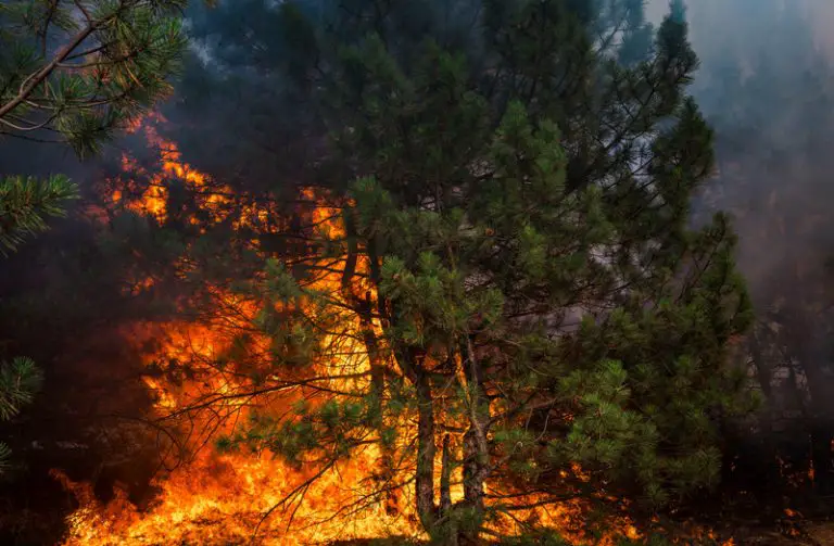 Wildfire Facts Facts for Kids (All You Need to Know!)