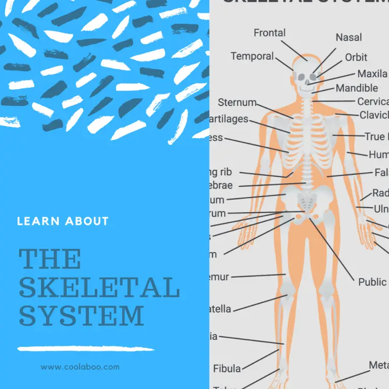 The Skeletal System Facts for Kids (Explained!) - Education site