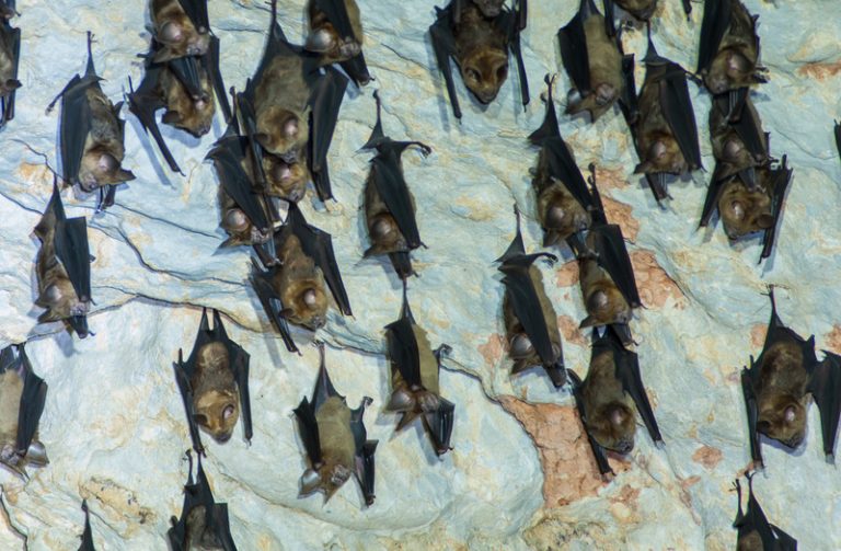 Cave Facts for Kids - Education site