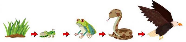 Food Chain Facts for Kids (All You Need to Know!)