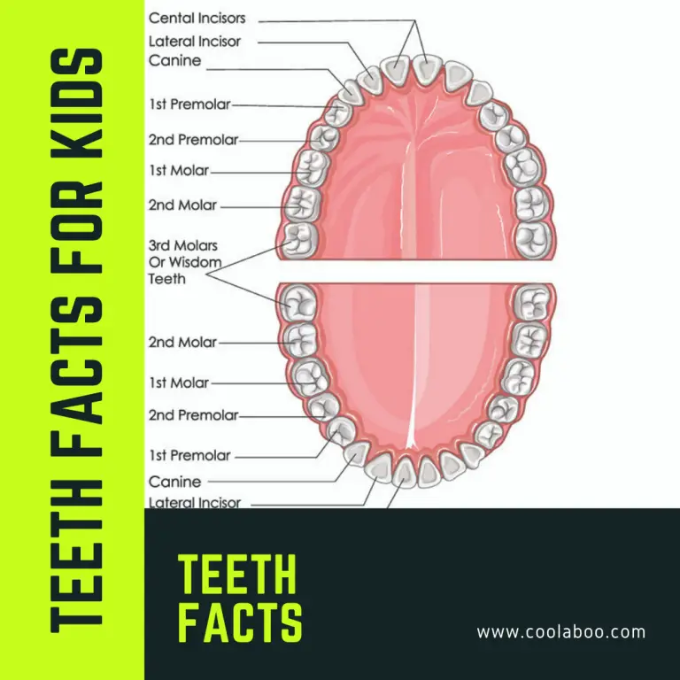 Teeth Facts for Kids