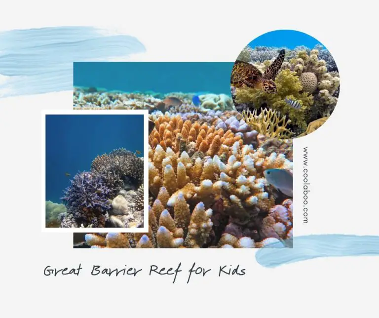 Great Barrier Reef - Education site