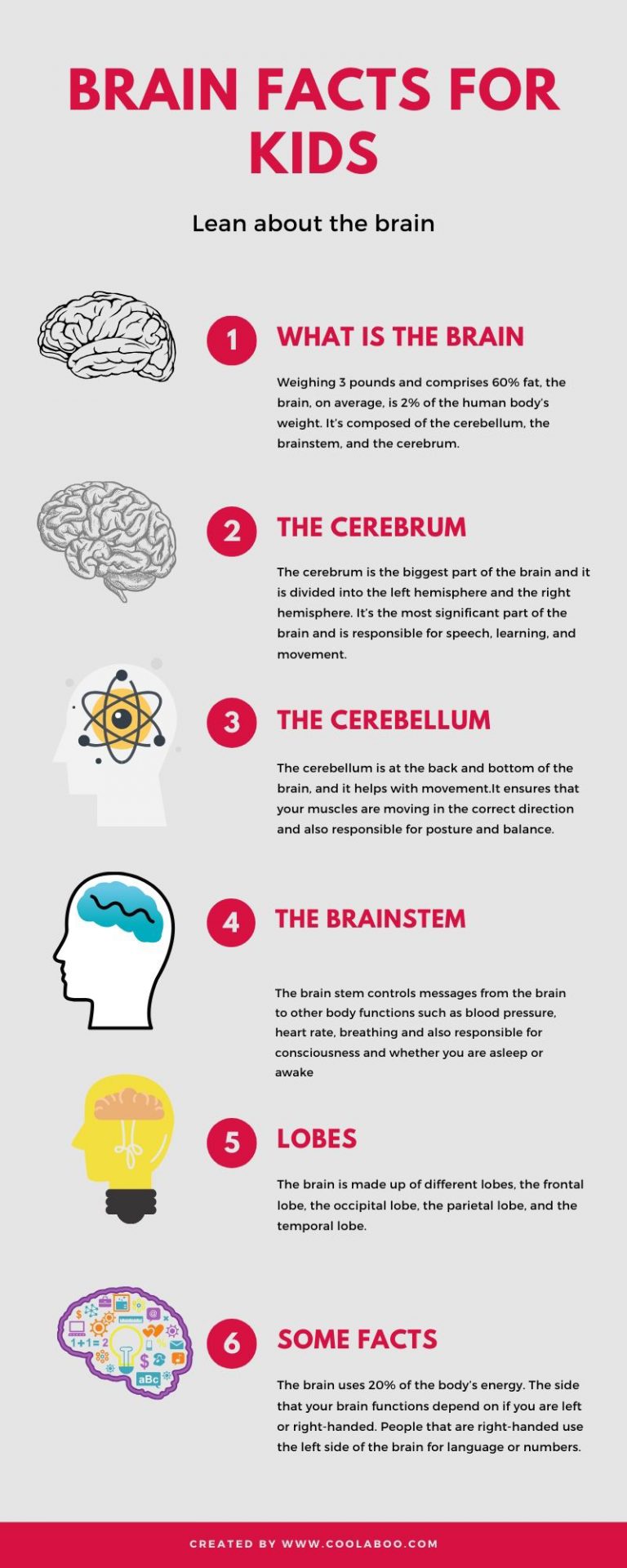 The Human Brain - Education site