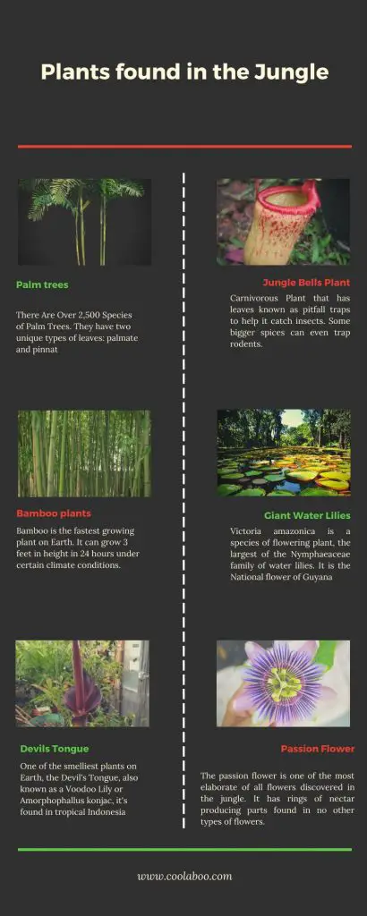 Jungle Facts for Kids (Read This First!) - Education site