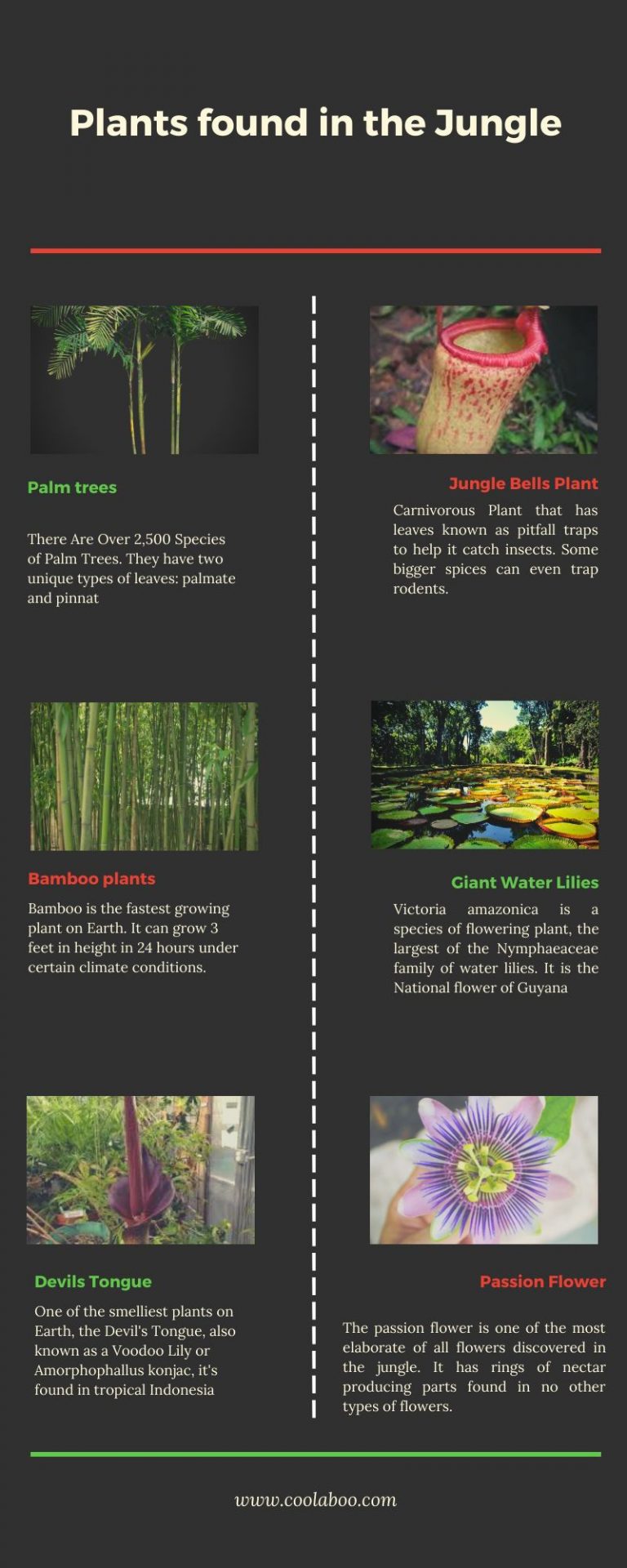 Jungle Facts for Kids (Read This First!) - Education site