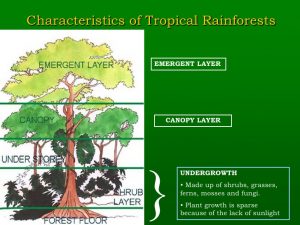 Tropical Rainforest Biome Facts (Explained!) - Education site