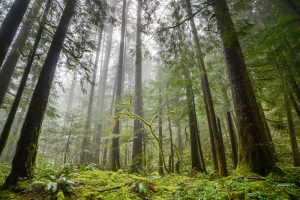 Tropical Rainforest Biome Facts (Explained!) - Education site