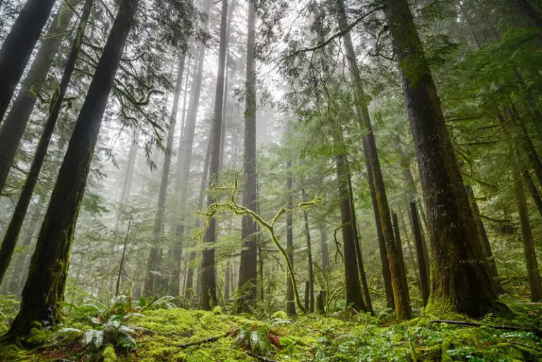 Tropical Rainforest Biome Facts (Explained!) - Education site