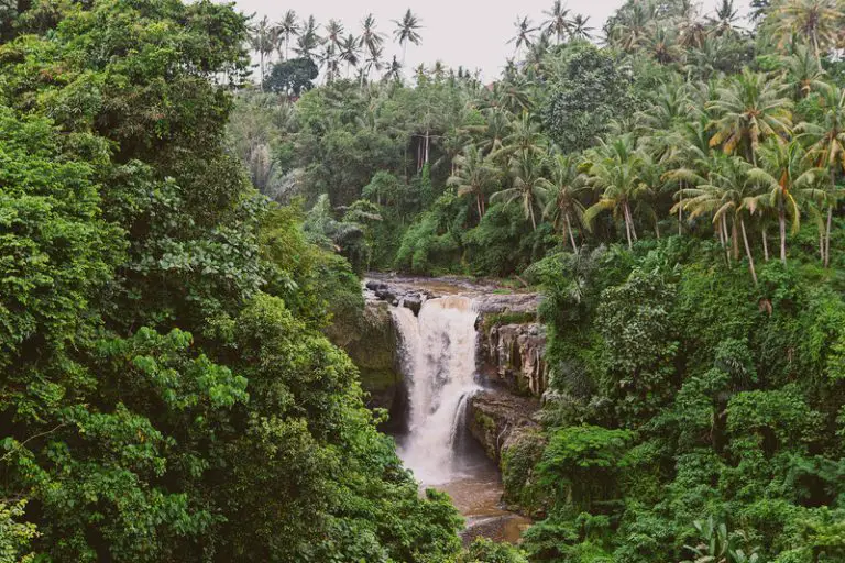 Tropical Rainforest Biome Facts (Explained!) - Education site