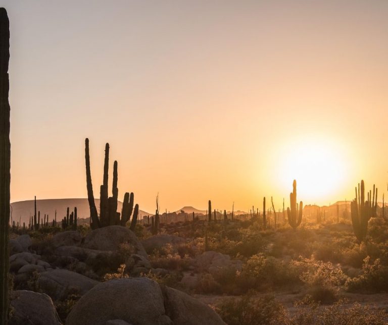 Desert Ecosystems Facts for Kids (All You Need to Know!)