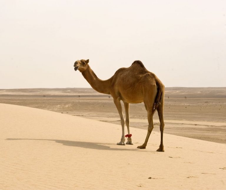Desert Ecosystems Facts For Kids All You Need To Know desert-ecosystems-facts-for-kids-all-you-need-to-know